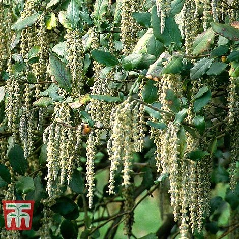 Discover the 2025 Garrya Elliptica at Flourishflorashop.com.